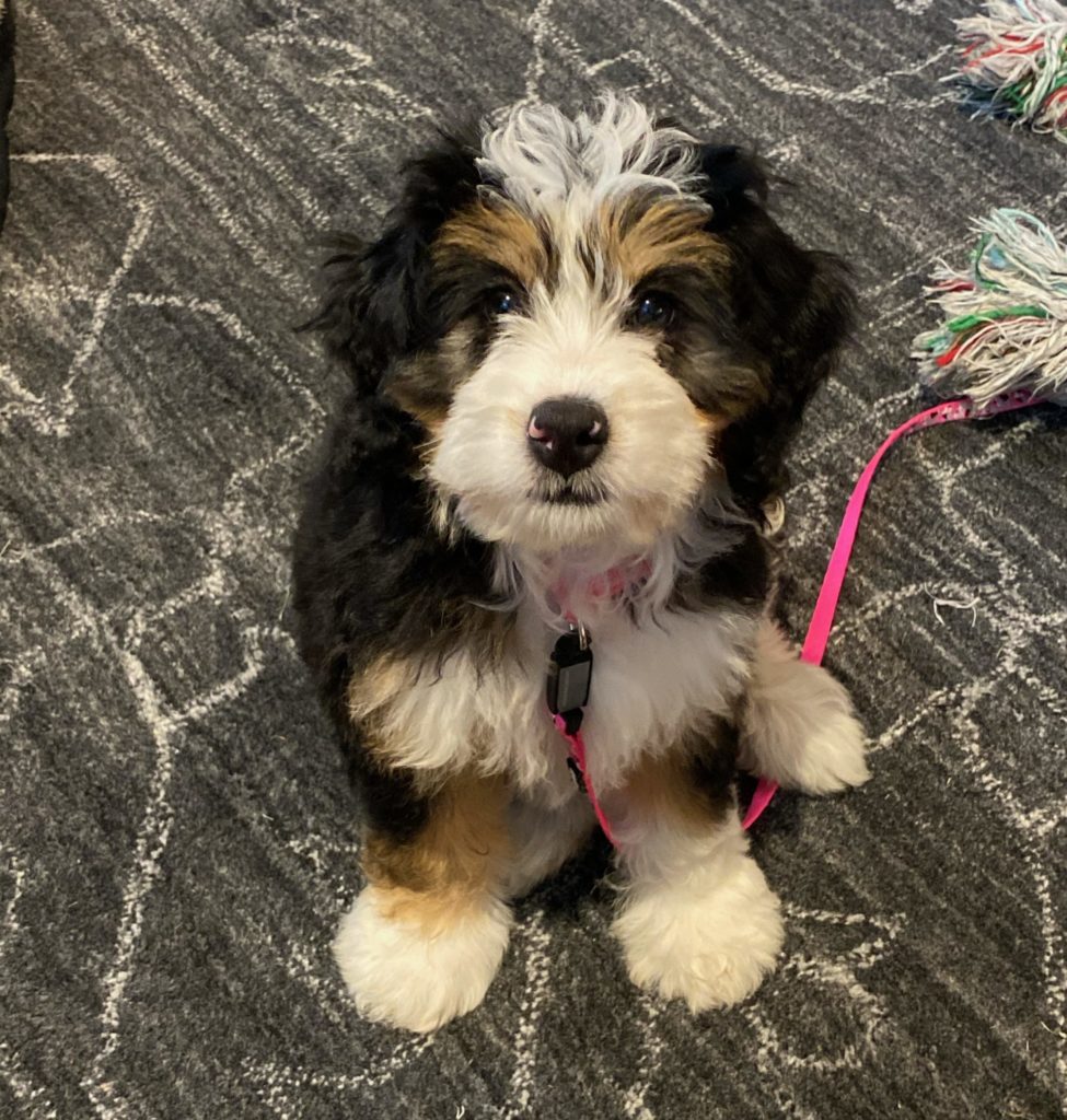 Mr. Alfie The F2 Mini-Bernedoodle | The Bernedoodles