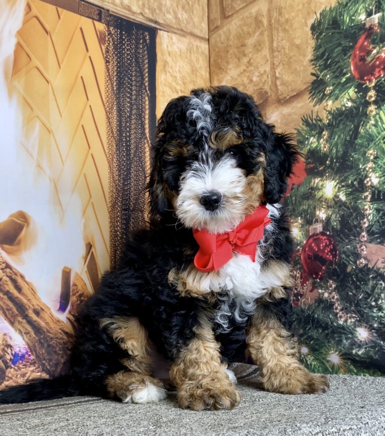 Mr. Alfie The F2 Mini-Bernedoodle | The Bernedoodles