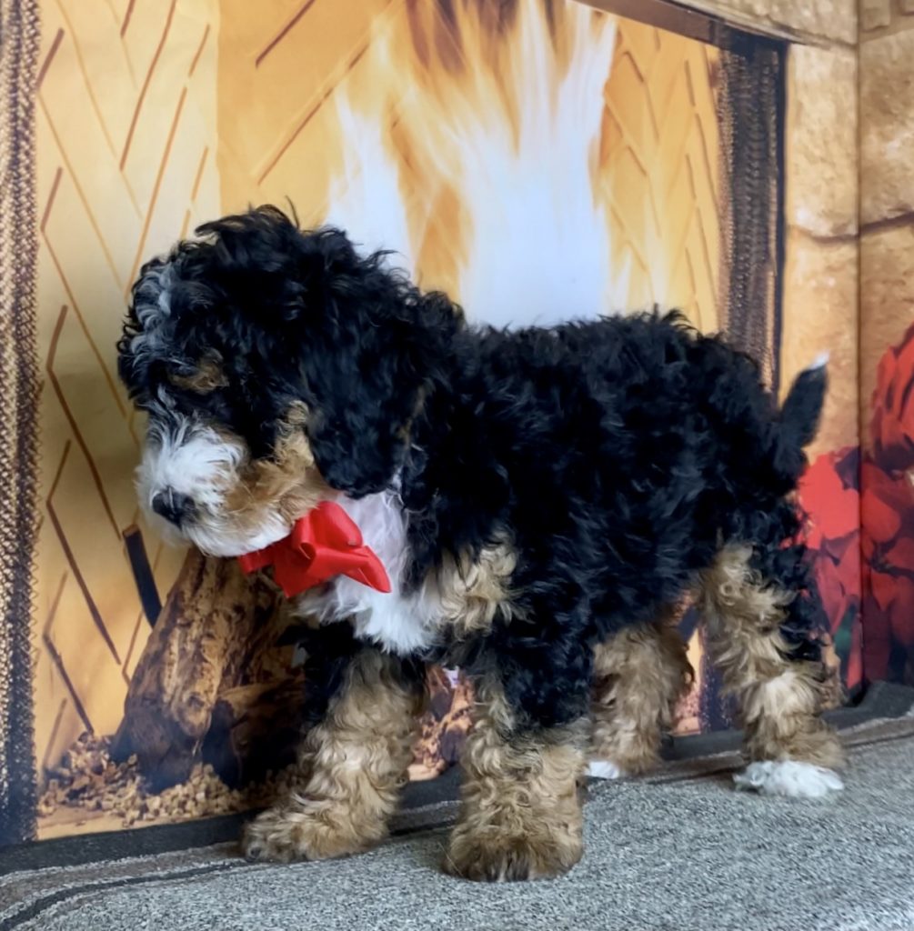 Mr. Alfie The F2 Mini-Bernedoodle | The Bernedoodles