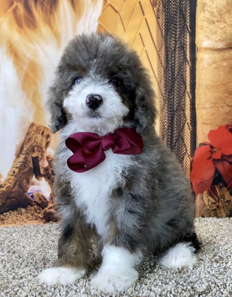 Ms. Crystal The F1B Micro/Mini-Bernedoodle | The Bernedoodles