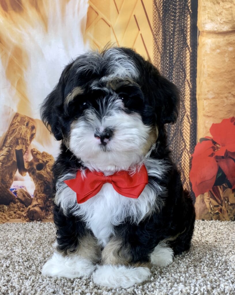 Mr. Wade The F1B Micro/Mini-Bernedoodle | The Bernedoodles