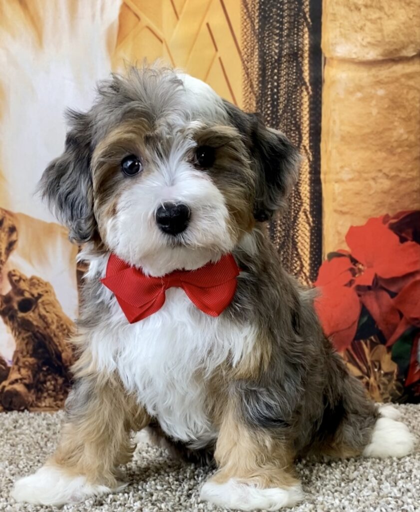 Ms. Princess The Micro Mini-Bernedoodle | The Bernedoodles