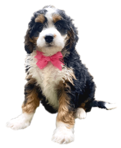 Home | The Cutest Mini Bernedoodles Anywhere! | The Bernedoodles