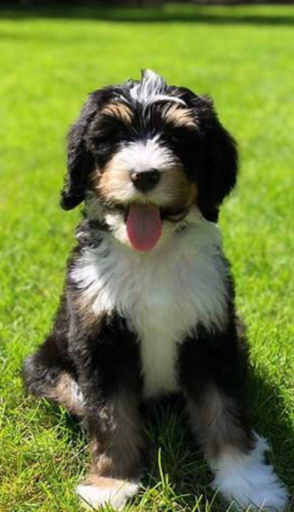 Sheila The Mini-Bernedoodle | The Bernedoodles