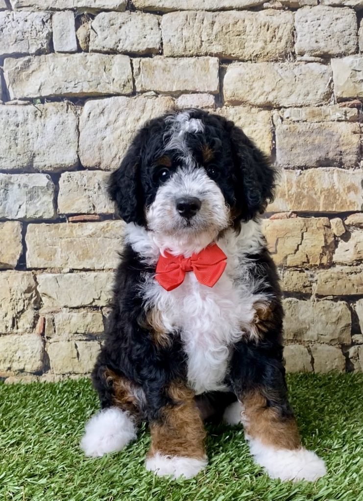 Mr. Ivo The F1B Micro Mini-Bernedoodle | The Bernedoodles