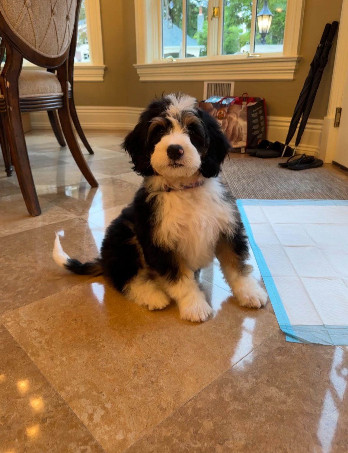 The Bernedoodles | The Cutest Mini Bernedoodle Puppies