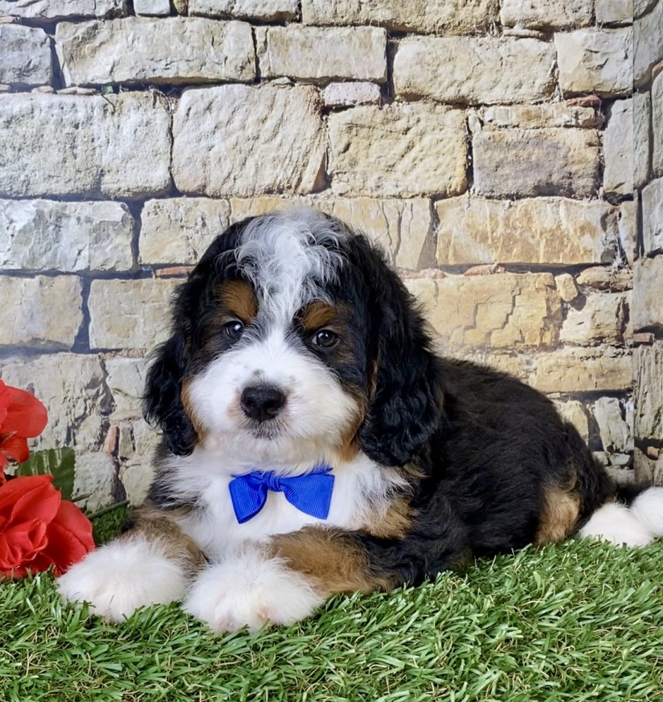 Mr. Olaf The Mini-Bernedoodle | The Bernedoodles