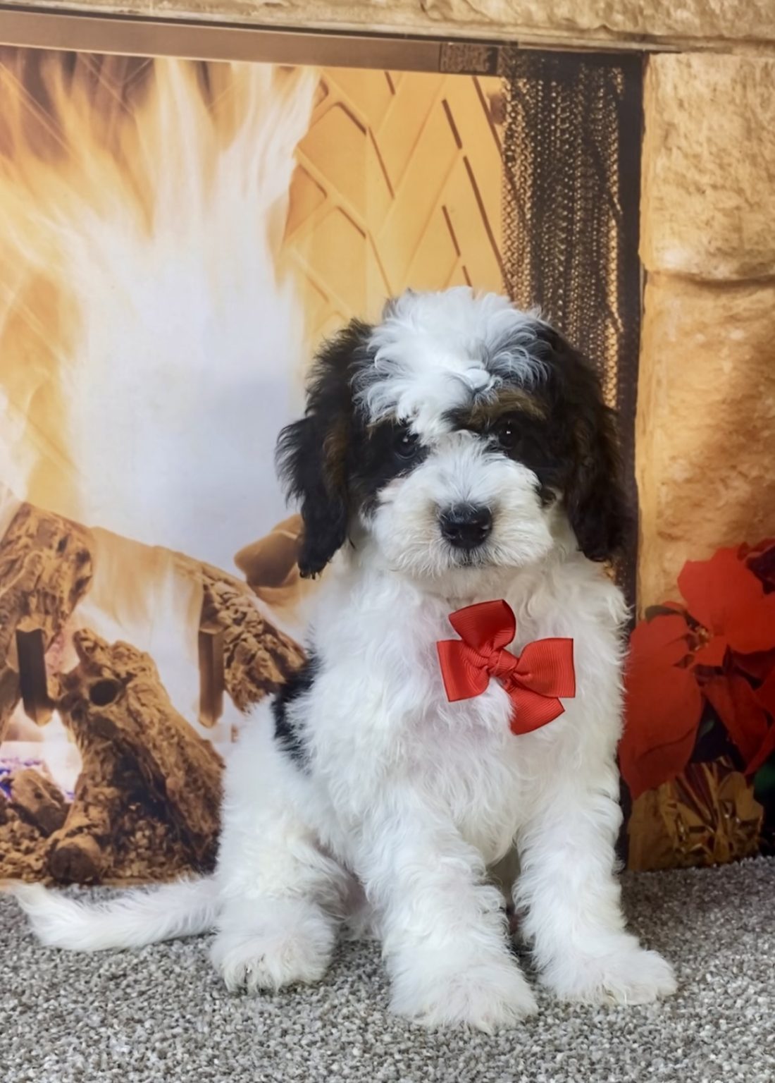 Mr. Keith The F1B Micro Mini-Bernedoodle | The Bernedoodles