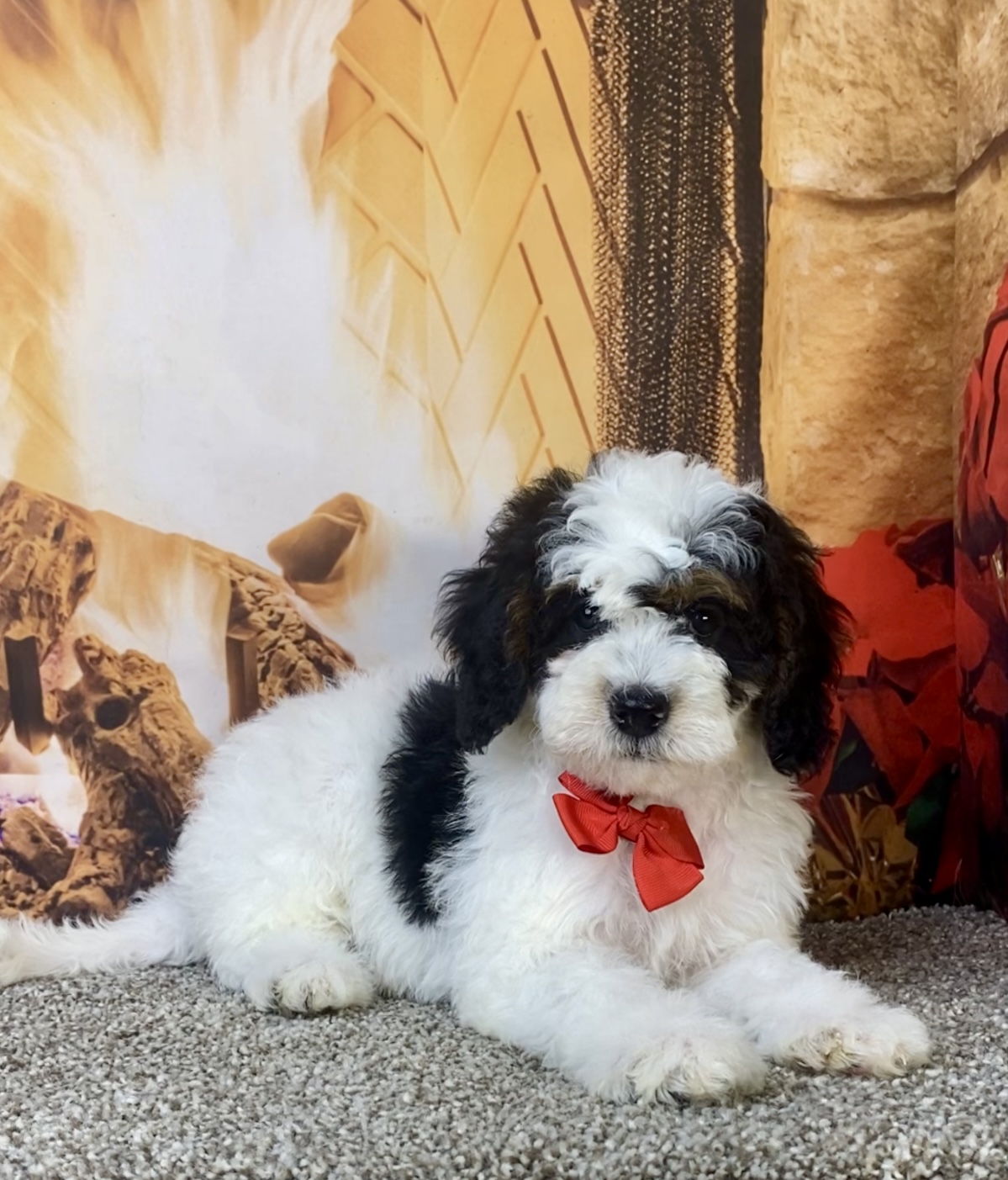 Mr. Keith The F1B Micro Mini-Bernedoodle | The Bernedoodles