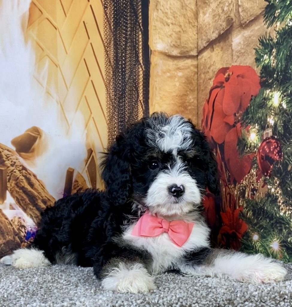 Ms. Calli The Mini-Bernedoodle | The Bernedoodles