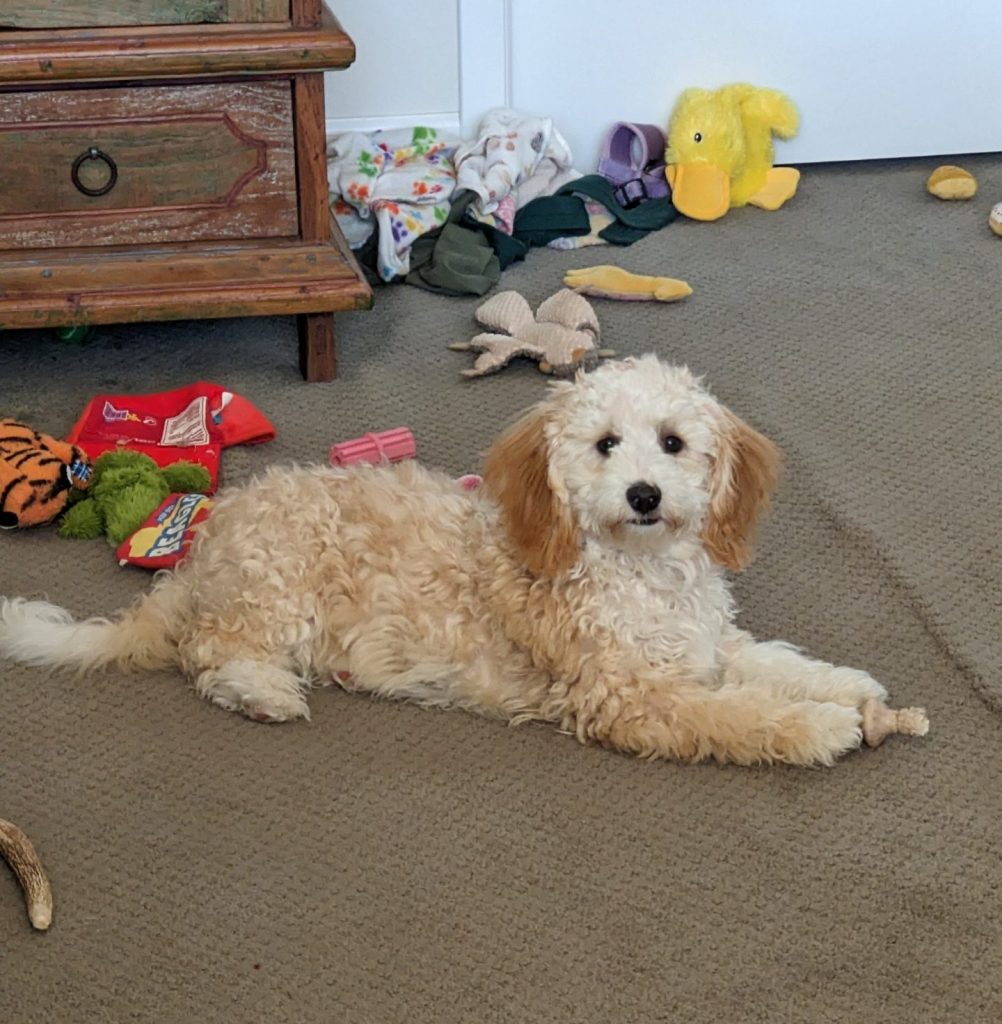 Home | The Cutest Mini Bernedoodles Anywhere! | The Bernedoodles